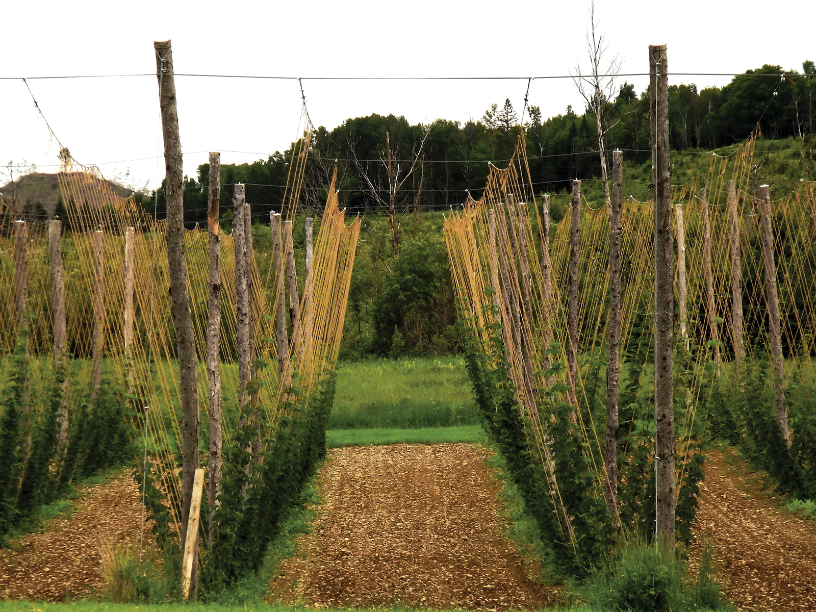 How to Grow Hops - Grit